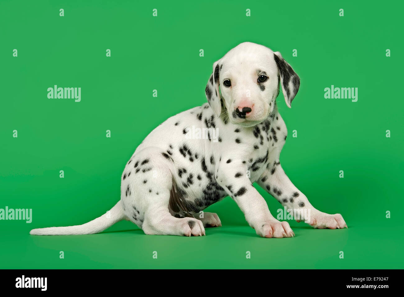 Portrait dog dalmatian side view hi-res stock photography and images ...