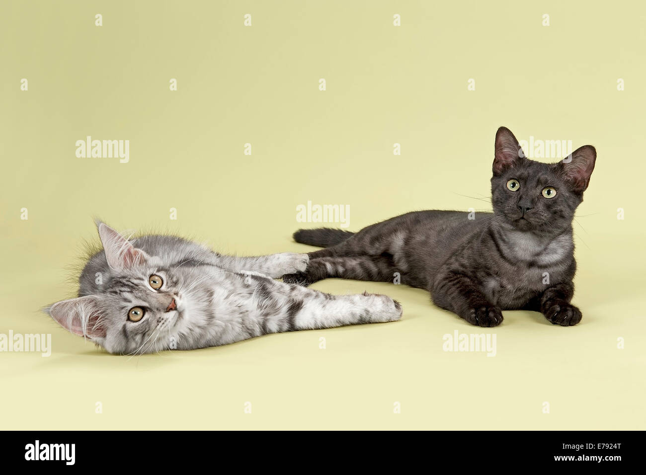 Egyptian Mau X Maine Coon Maine Coon Kittens And Cats For Sale In