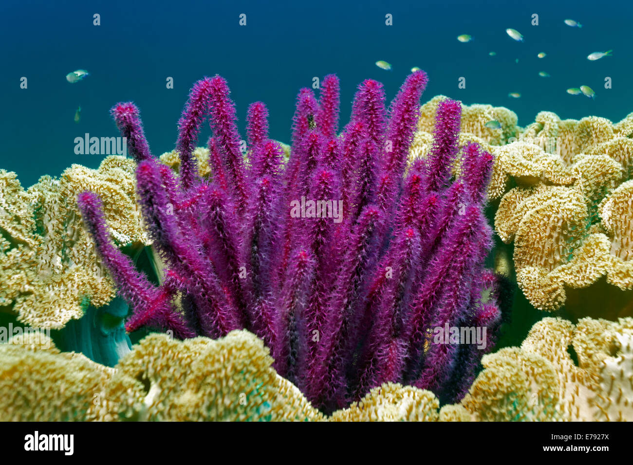 Ellisella sp hi-res stock photography and images - Alamy