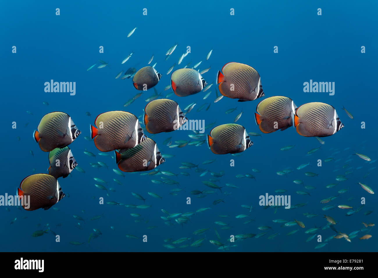 Shoal of Redtail Butterflyfish (Chaetodon collare), Dimaniyat Islands ...