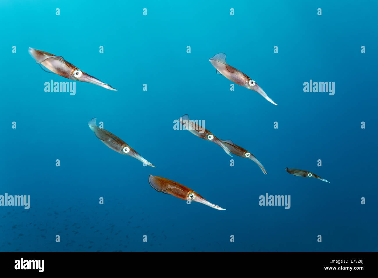 Bigfin reef squid (Sepioteuthis lessoniana), Dimaniyat Islands nature ...