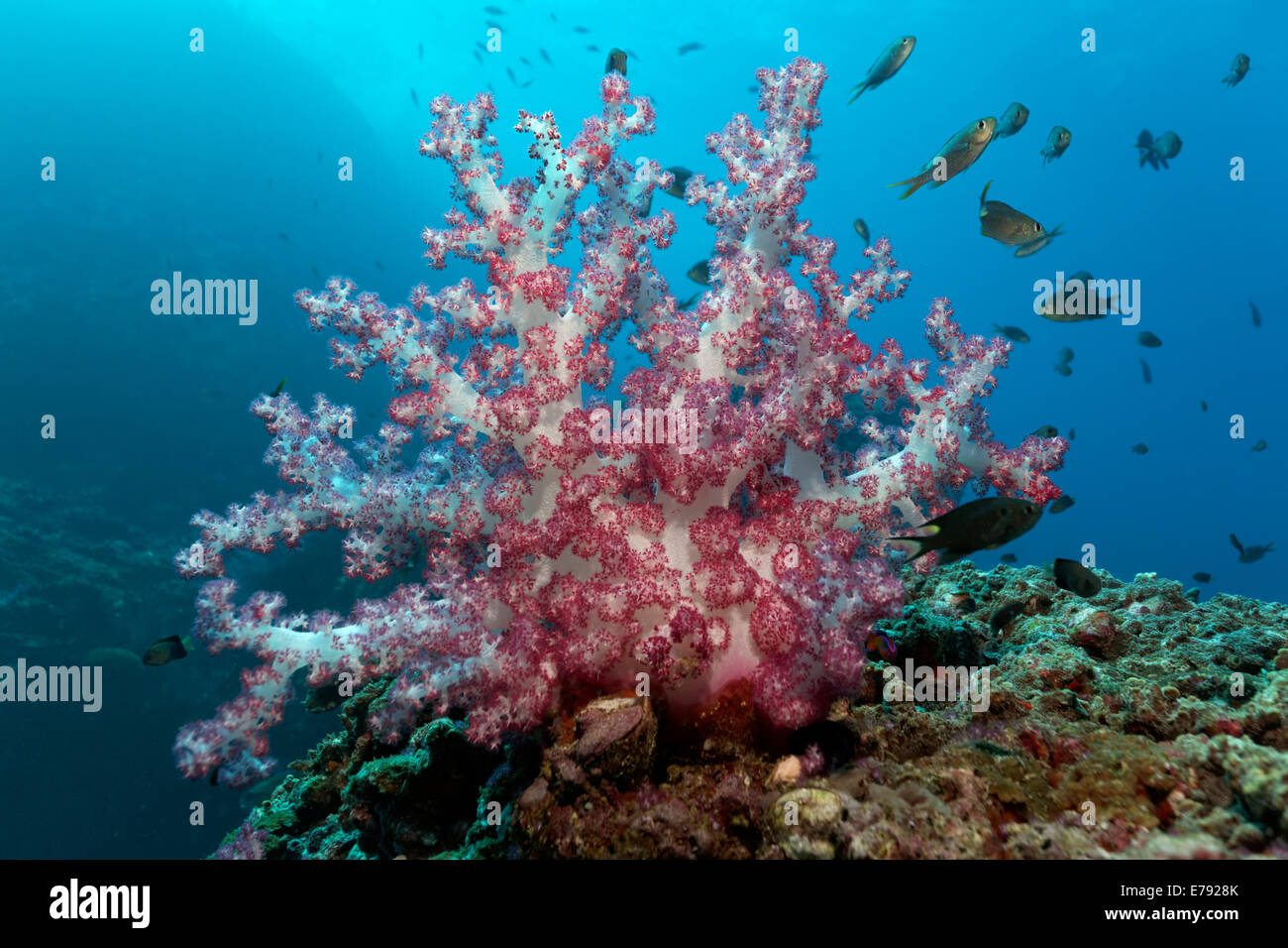 Carnation Corals (Dendronephthya klunzingeri) on a reef, and various ...