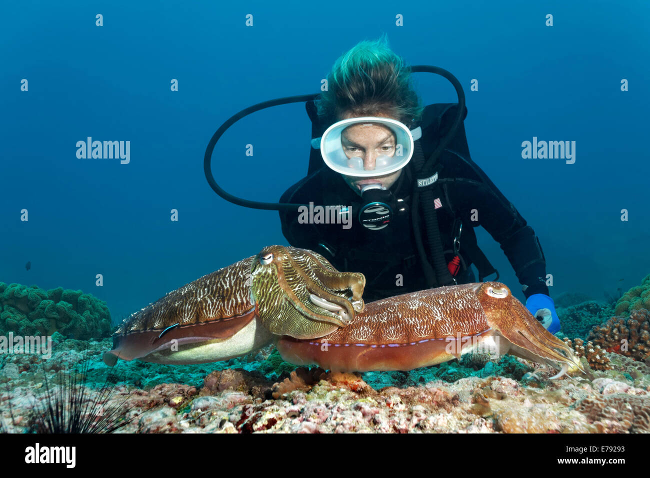 Underwater broadclub cuttlefish hi-res stock photography and images - Alamy