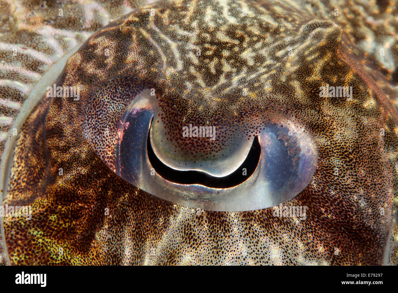 Cuttlefish Eye Diagram