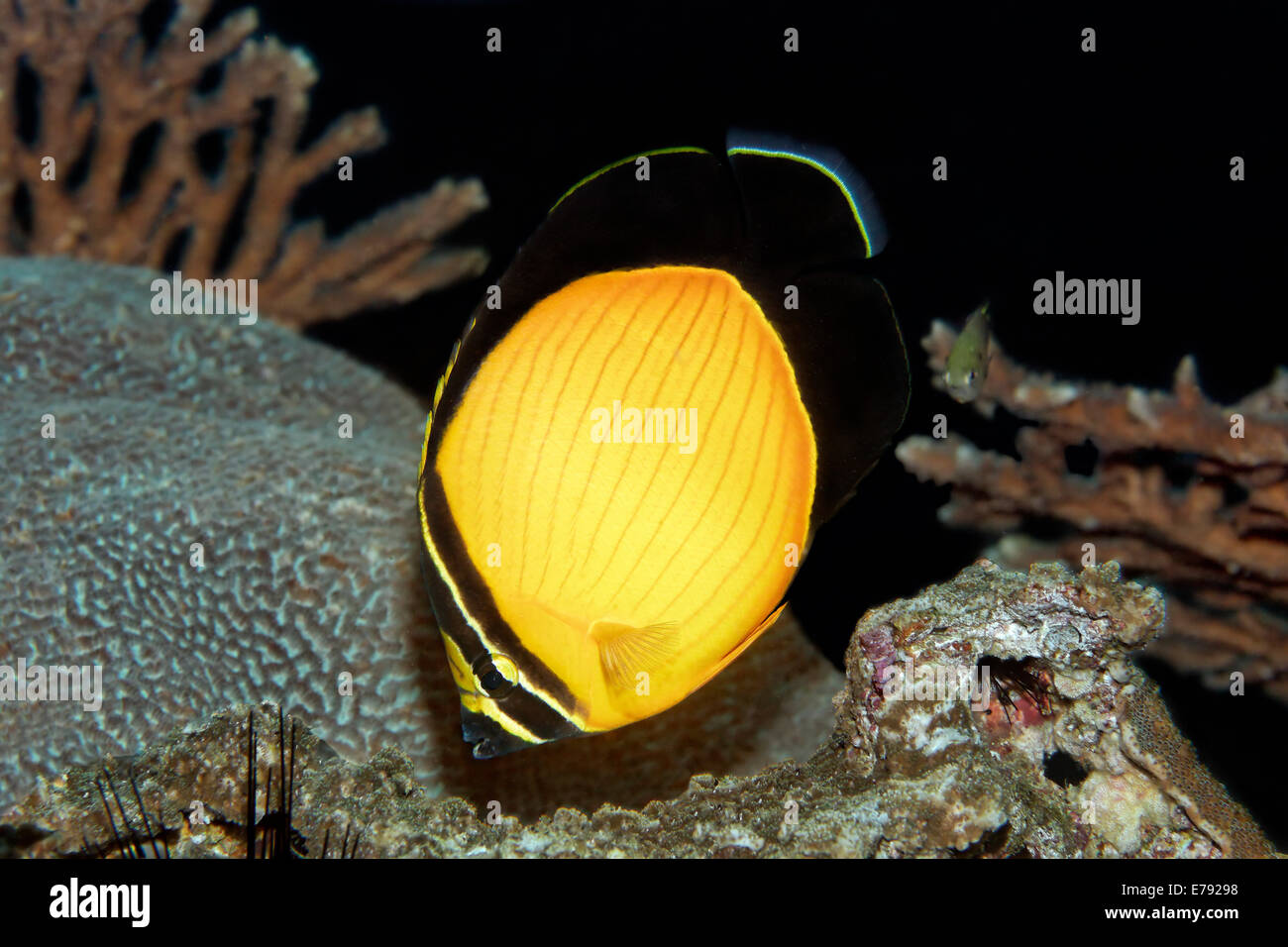 Arabian Butterflyfish (Chaetodon melapterus), coral reef, Dimaniyat ...