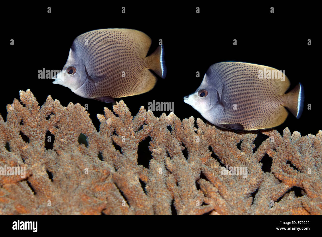 Black-Spotted Butterflyfish (Chaetodon nigropunctatus) over a table ...