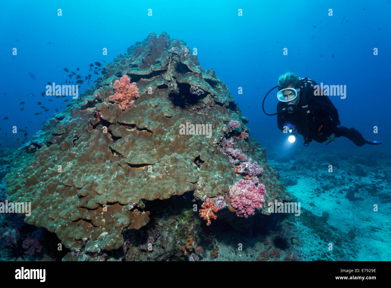 Soft corals growing on stony corals, a diver at the back, Dimaniyat ...