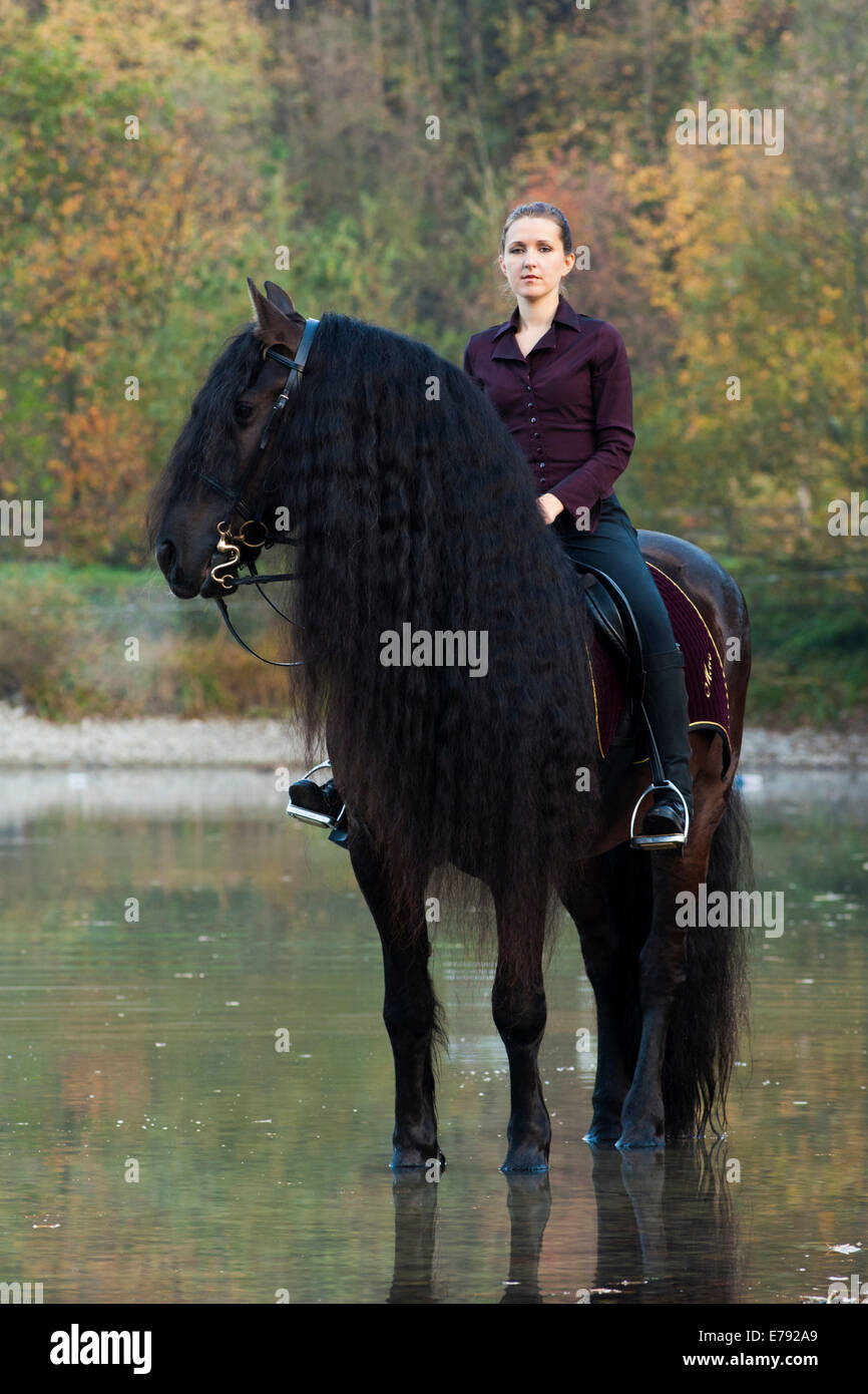Woman Riding Friesian Horse High Resolution Stock Photography and ...