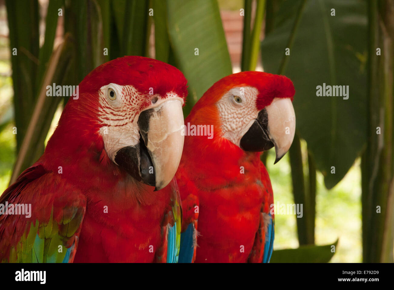 Macaws (Ara), pair, captive, Bali, Indonesia Stock Photo - Alamy