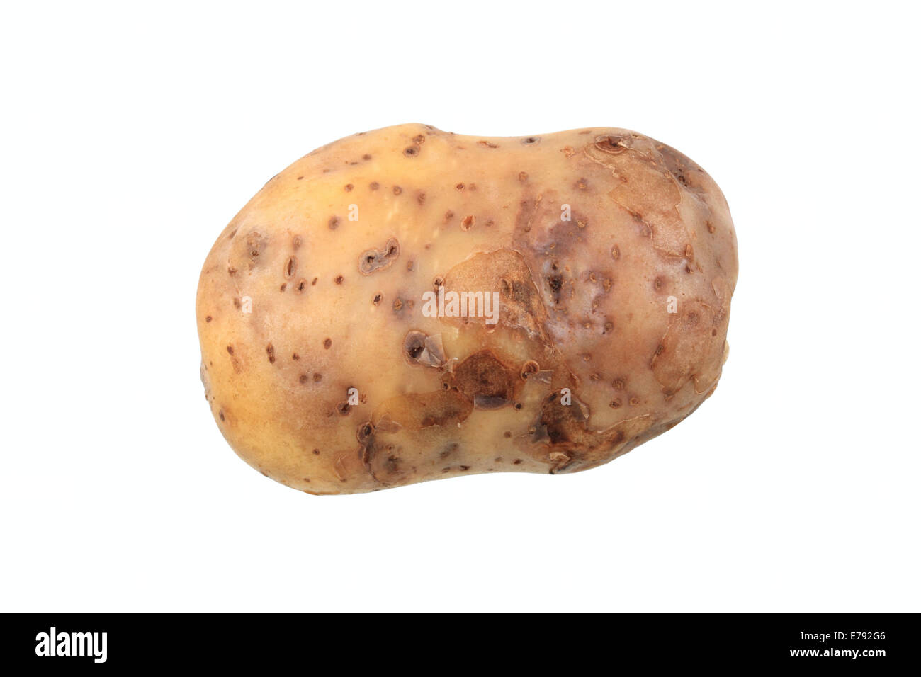 Potato, La Bonnotte de Noirmoutier variety Stock Photo - Alamy