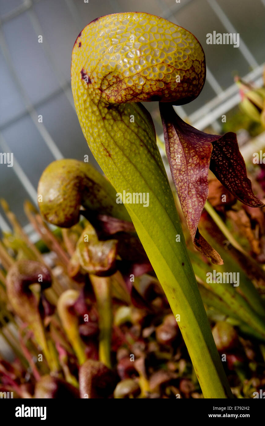Cobra plant hi-res stock photography and images - Alamy