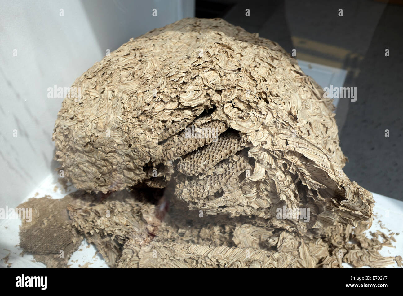 Big huge insect nest home hi-res stock photography and images - Alamy