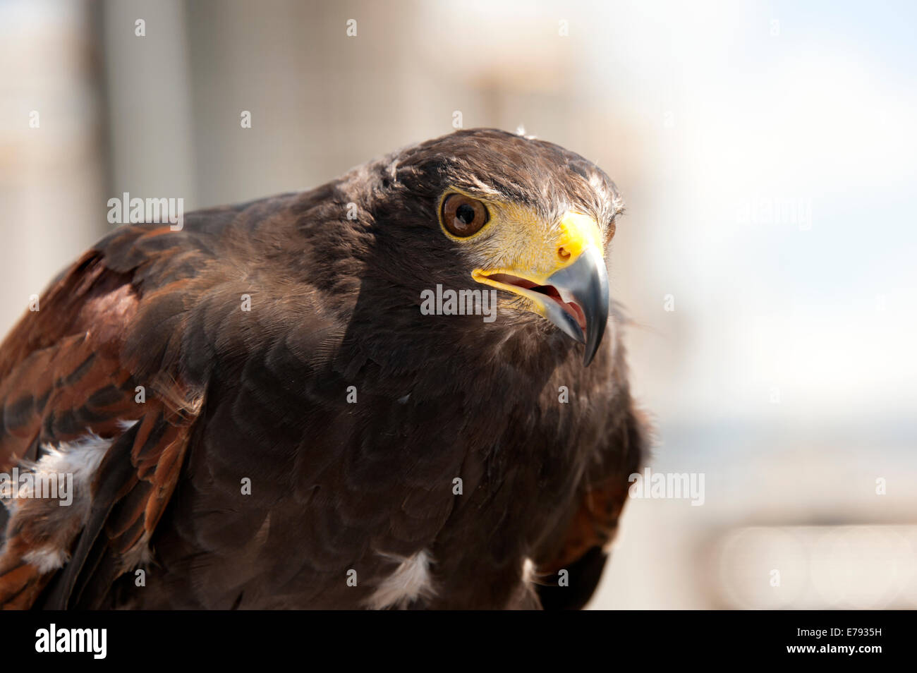 Killer bird hi-res stock photography and images - Alamy
