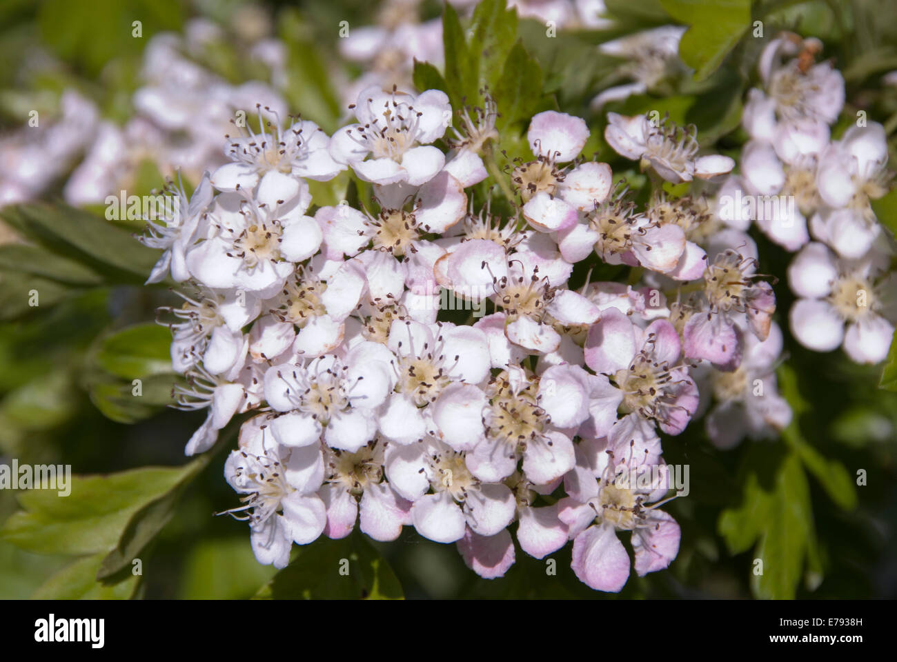 Hawthorn flower close hi-res stock photography and images - Alamy