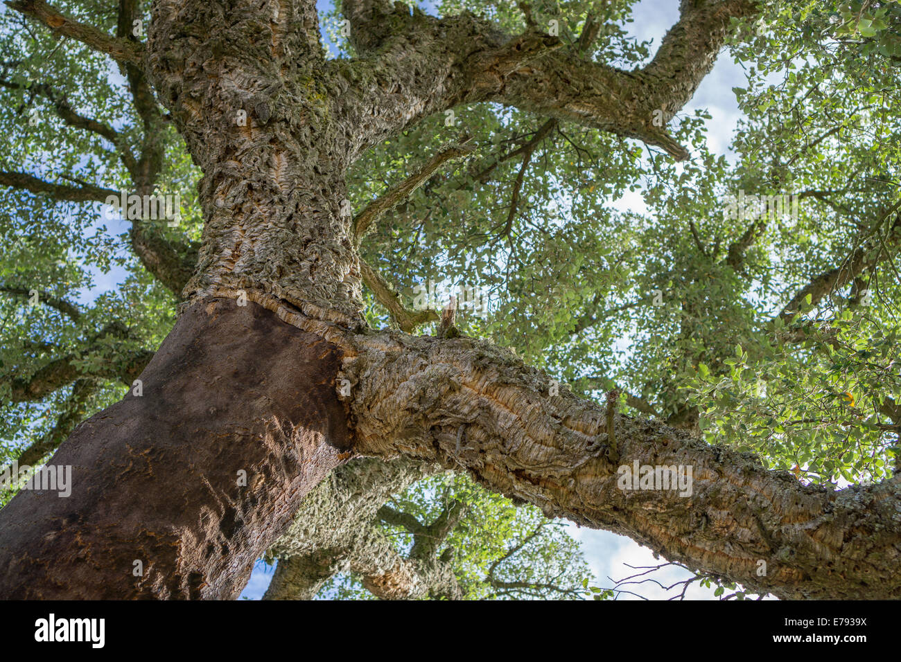 Peeled cork oaks tree Stock Photo - Alamy