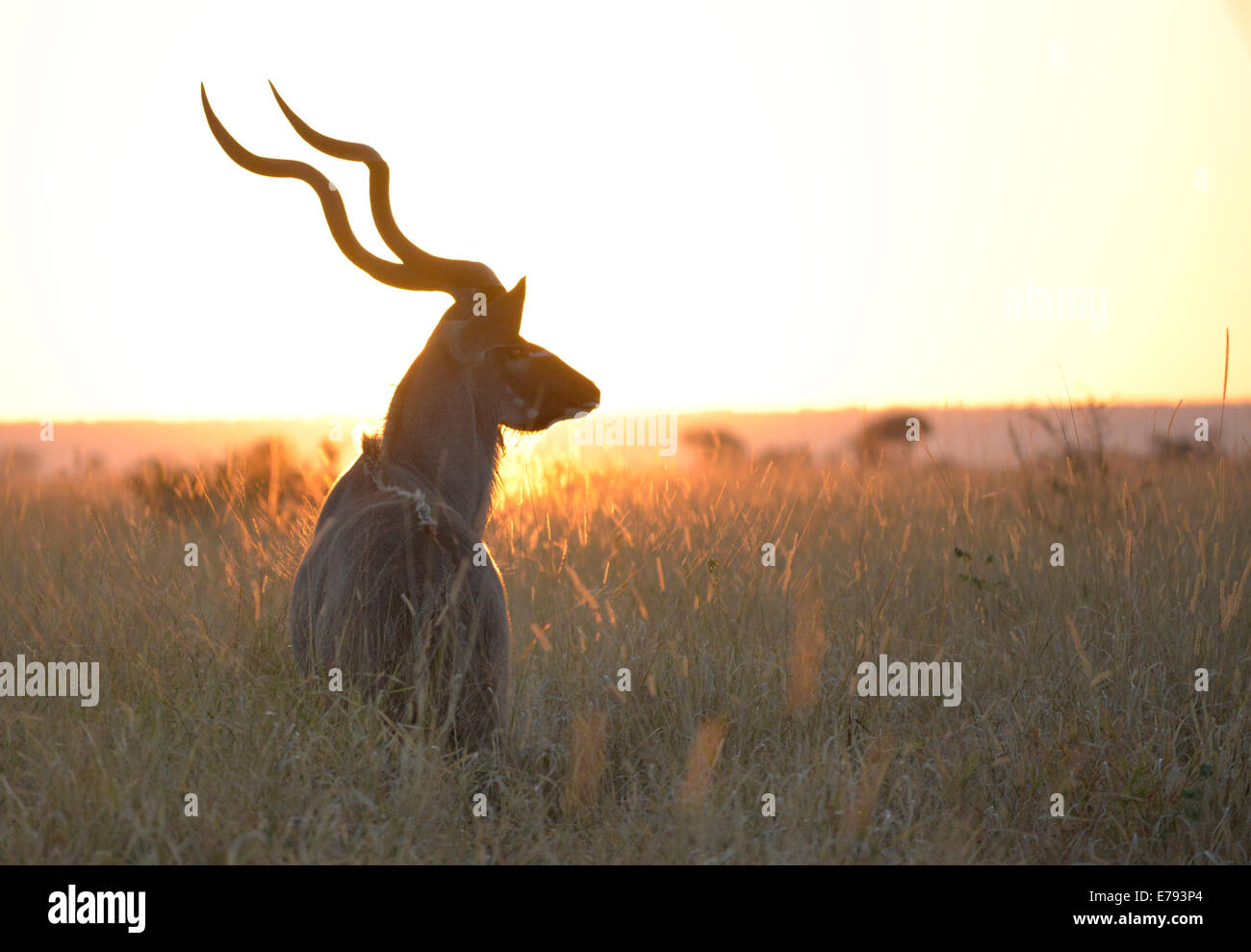 Stunning picture of greater kudu bull with horns against skyline in ...