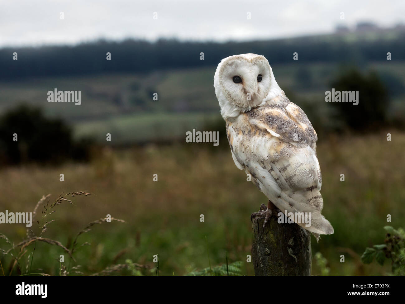 Barn owl on fence post. (Not a wild owl Stock Photo - Alamy
