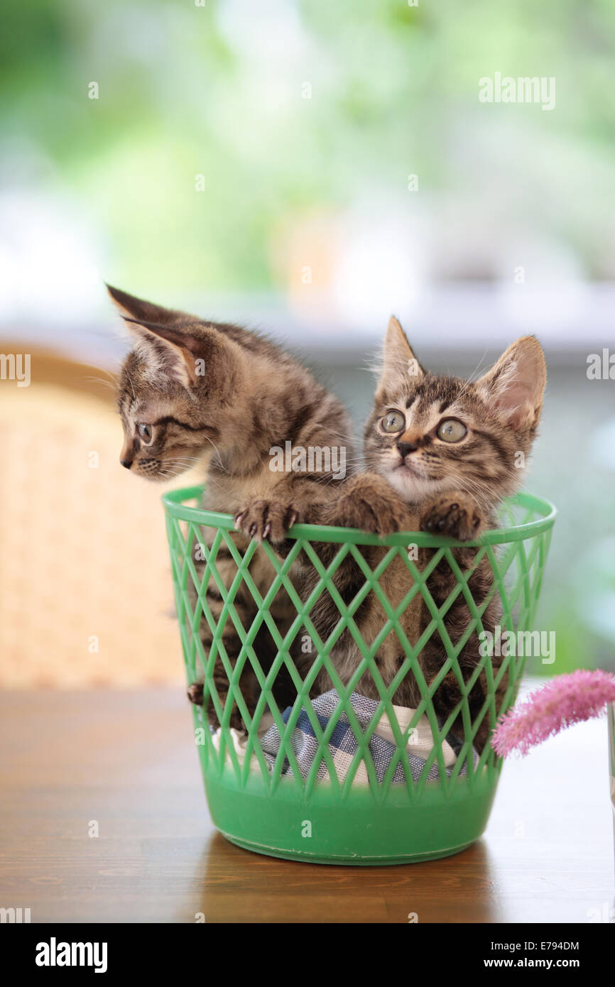 Breeding cats hi-res stock photography and images - Alamy