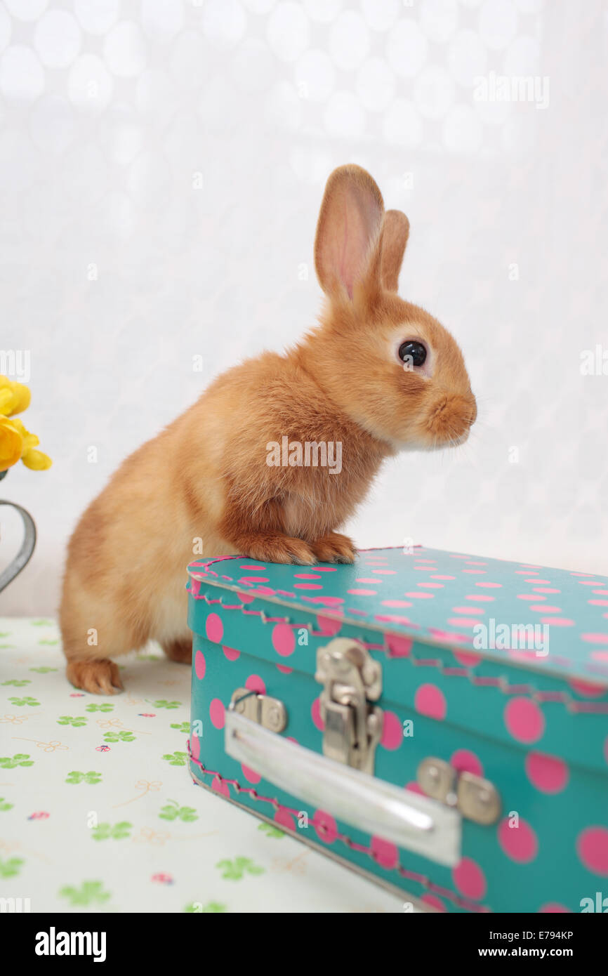 Rabbit side view hi-res stock photography and images - Alamy