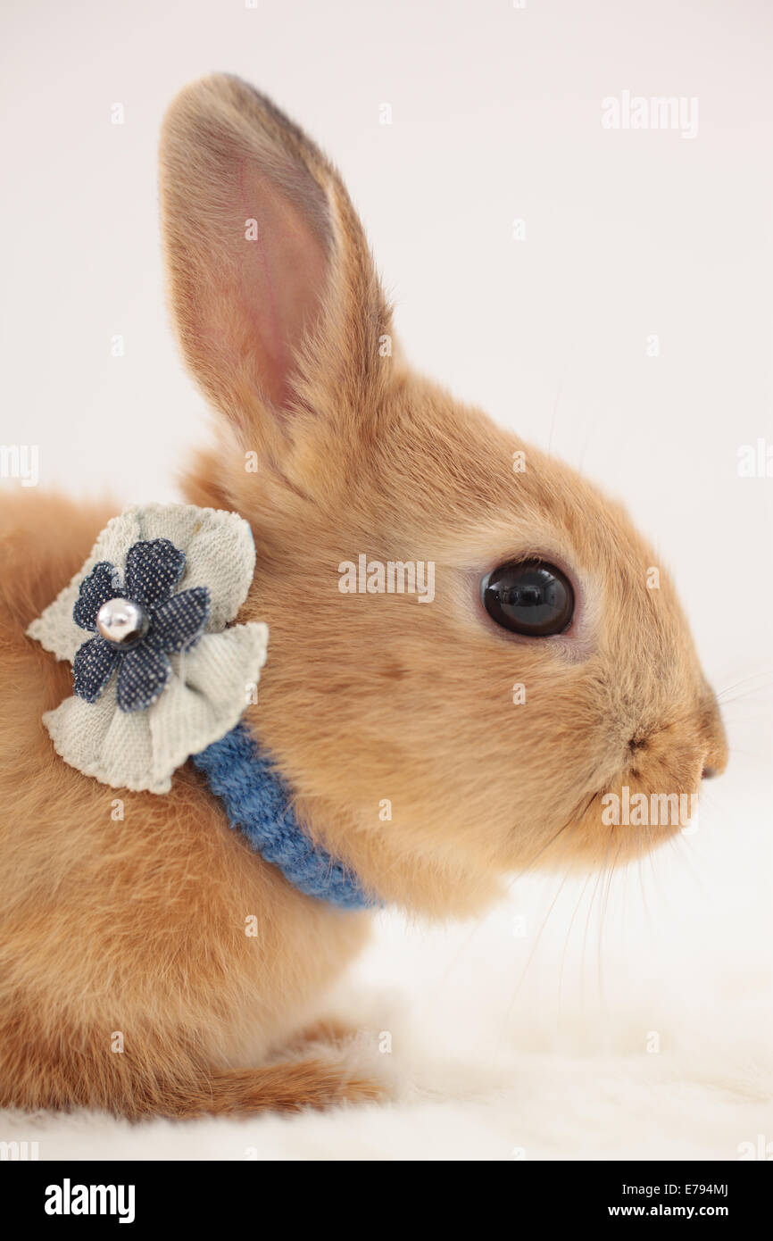 Rabbit side view hi-res stock photography and images - Alamy