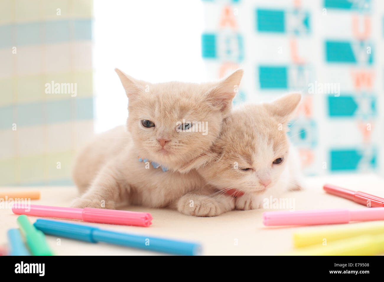 Pastel cats hi-res stock photography and images - Alamy