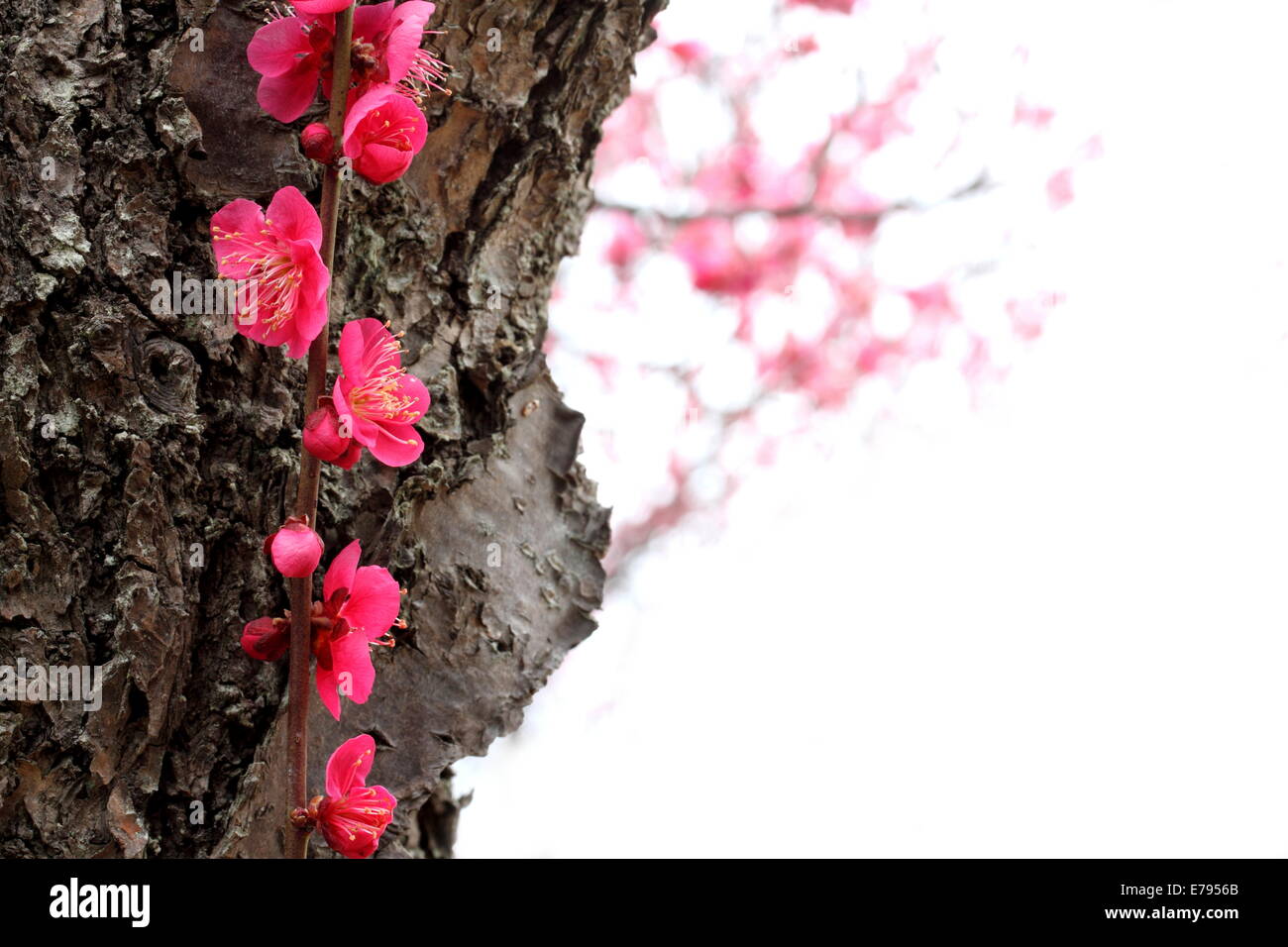 Multiple stem blossoms hi-res stock photography and images - Alamy