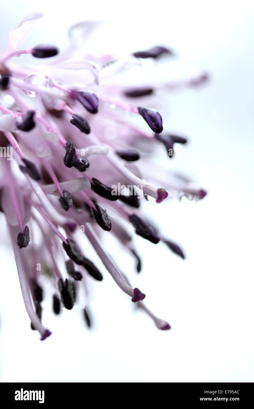 Heloniopsis orientalis hi-res stock photography and images - Alamy