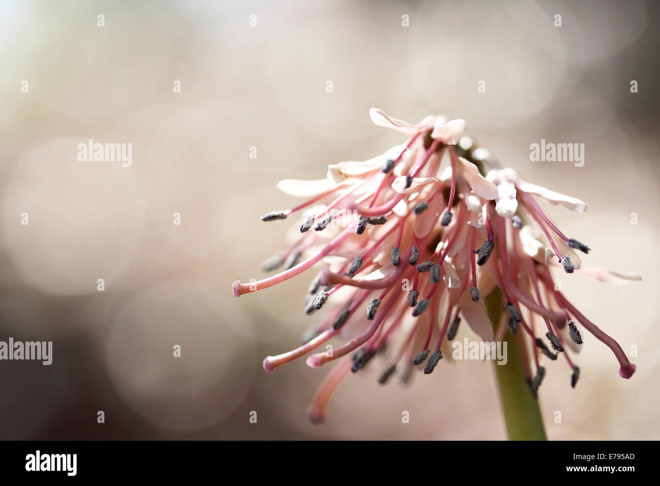 Heloniopsis orientalis hi-res stock photography and images - Alamy