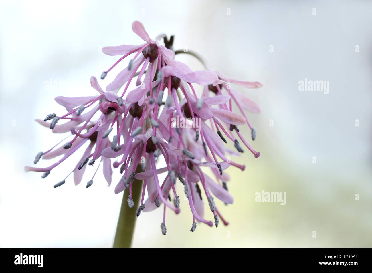 Heloniopsis orientalis hi-res stock photography and images - Alamy