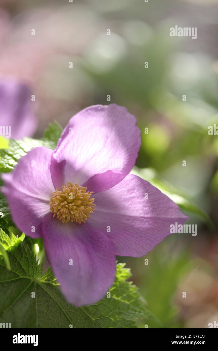 Japanese poppy hi-res stock photography and images - Alamy
