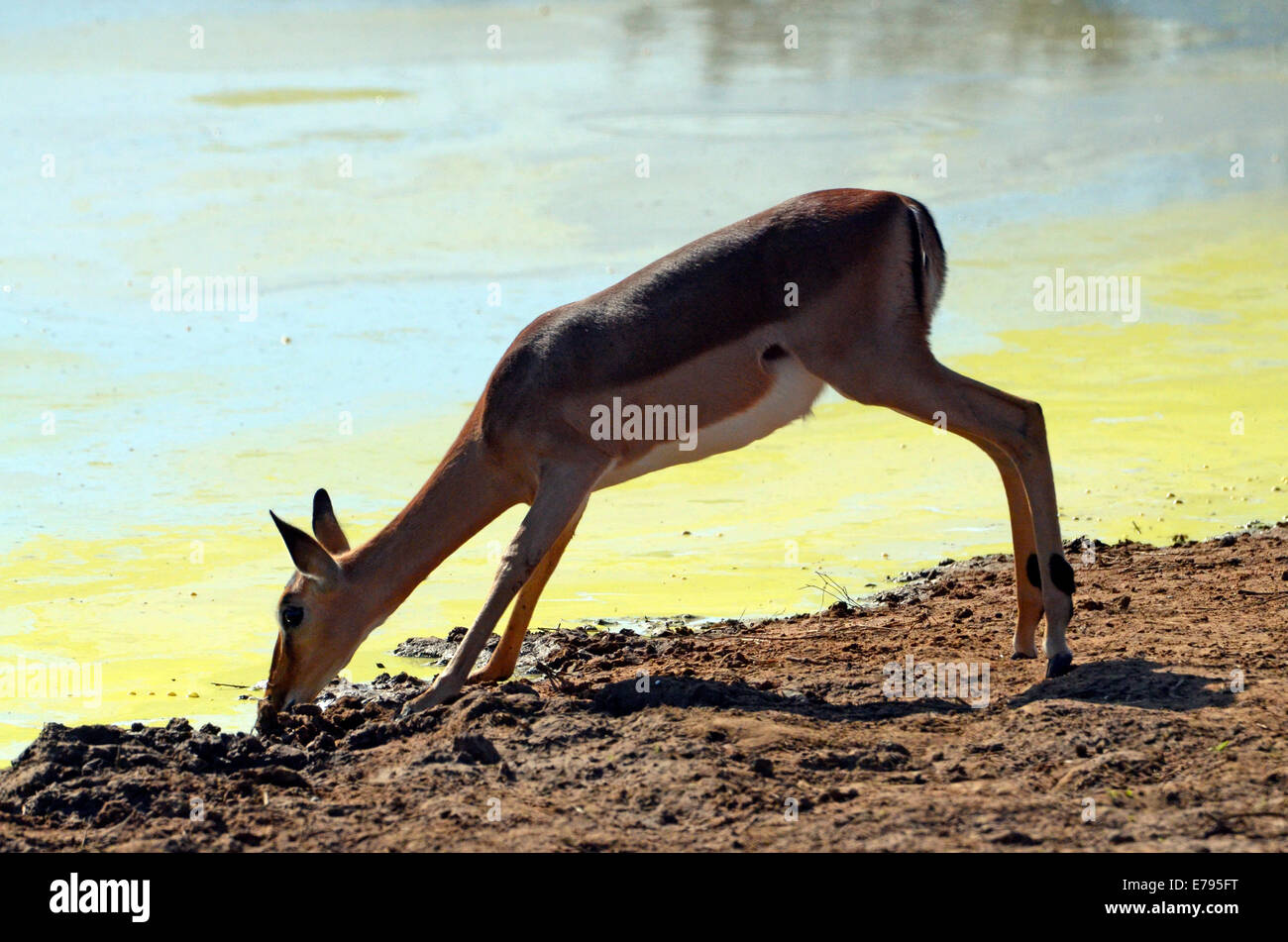 Drinking Impala High Resolution Stock Photography and Images - Alamy