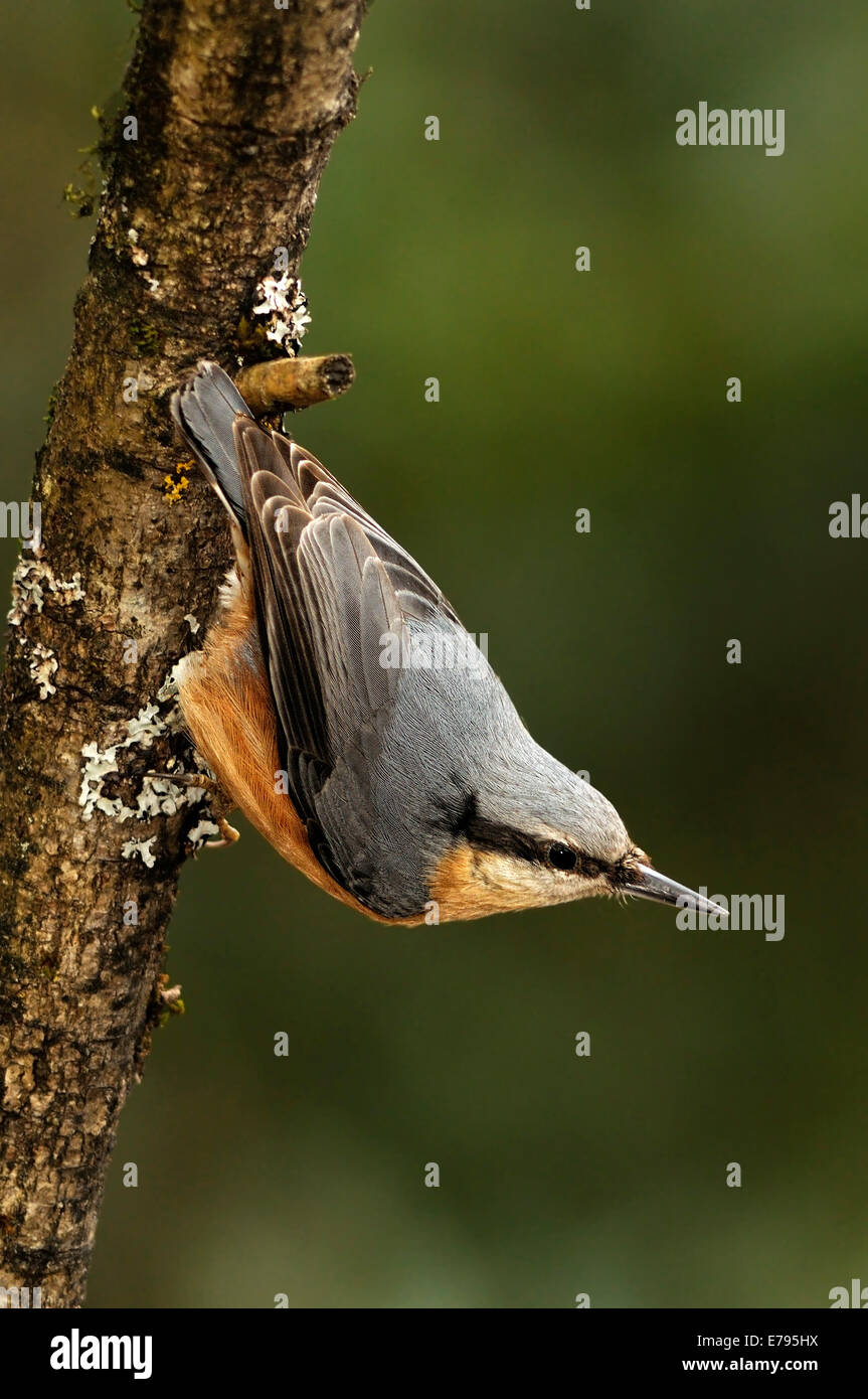 Portarit of Eurasian Nuthatch, Sitta europaea, in its typical pose ...