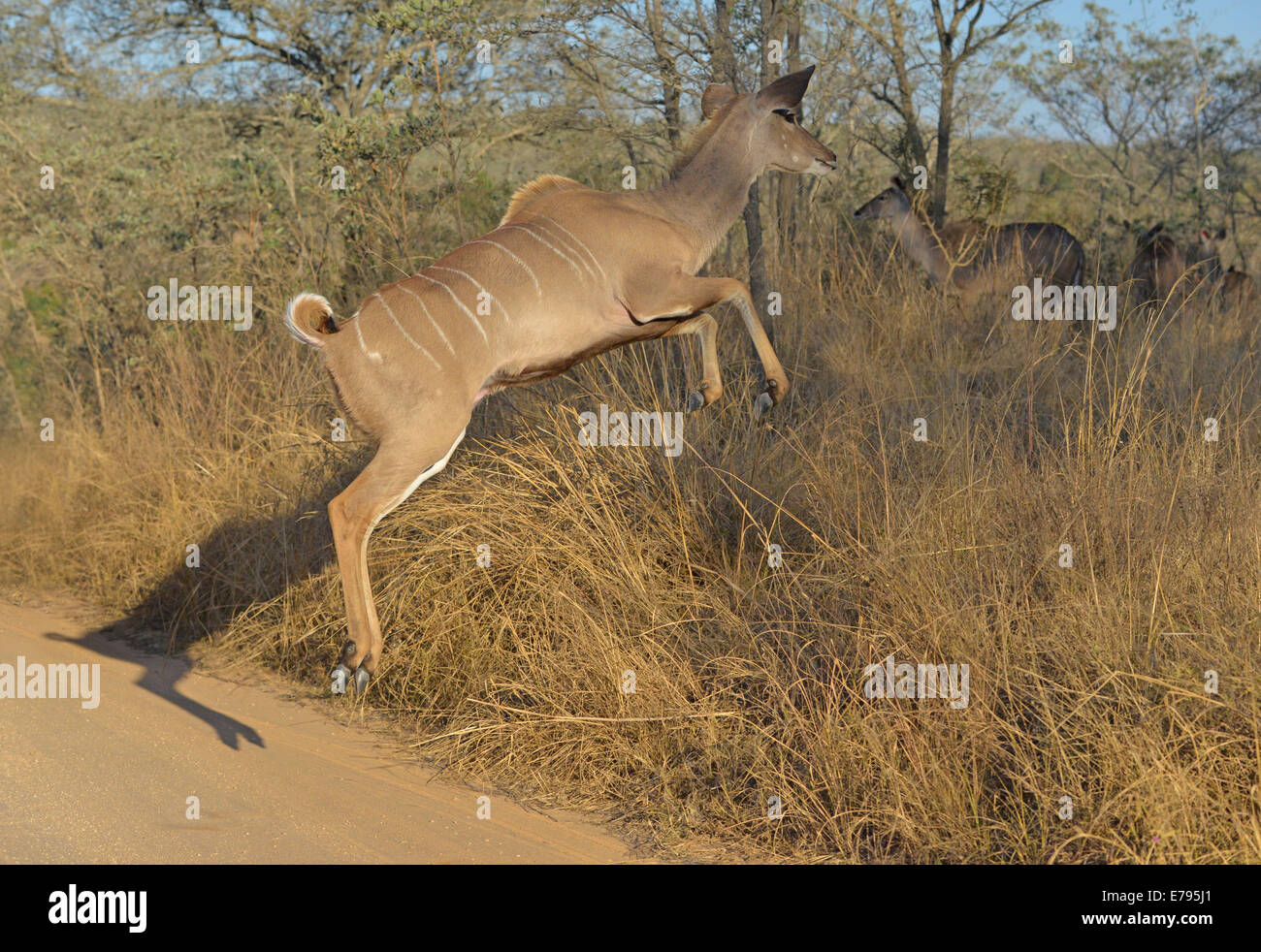 Greater kudu jump hi-res stock photography and images - Alamy