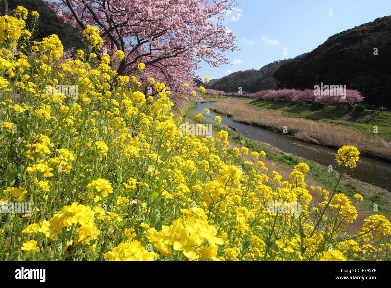 Field mustard field tree mountain hi-res stock photography and images ...