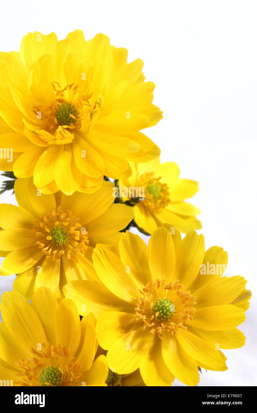 Background adonis hi-res stock photography and images - Alamy