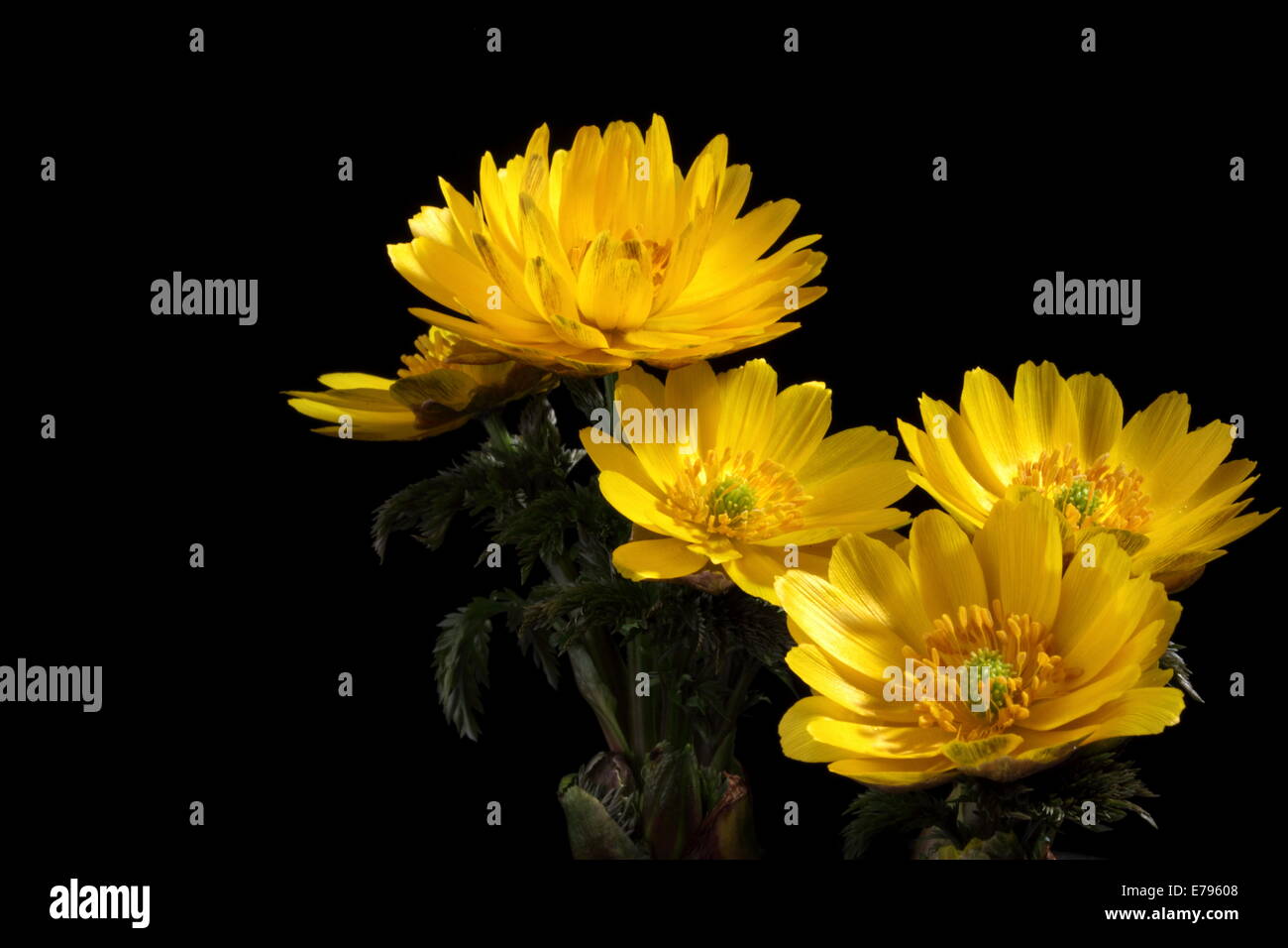 Background adonis hi-res stock photography and images - Alamy