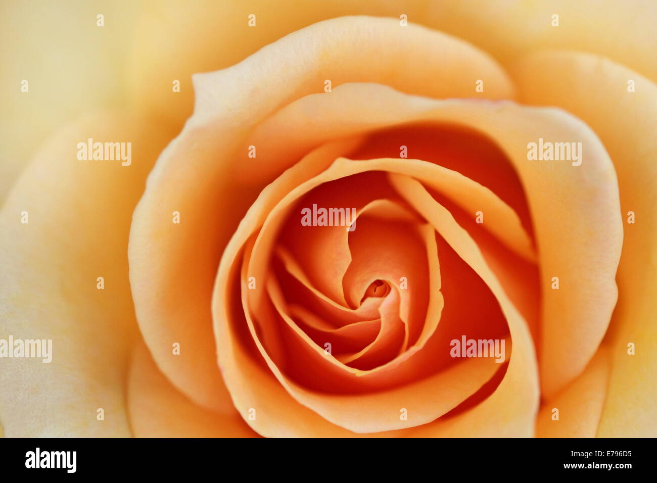 Cream colored rose hi-res stock photography and images - Alamy