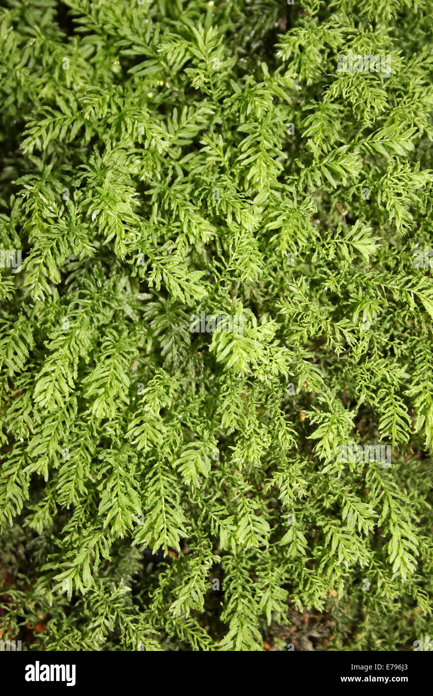 Swan’s-neck Thyme-moss Mnium hornum Stock Photo - Alamy