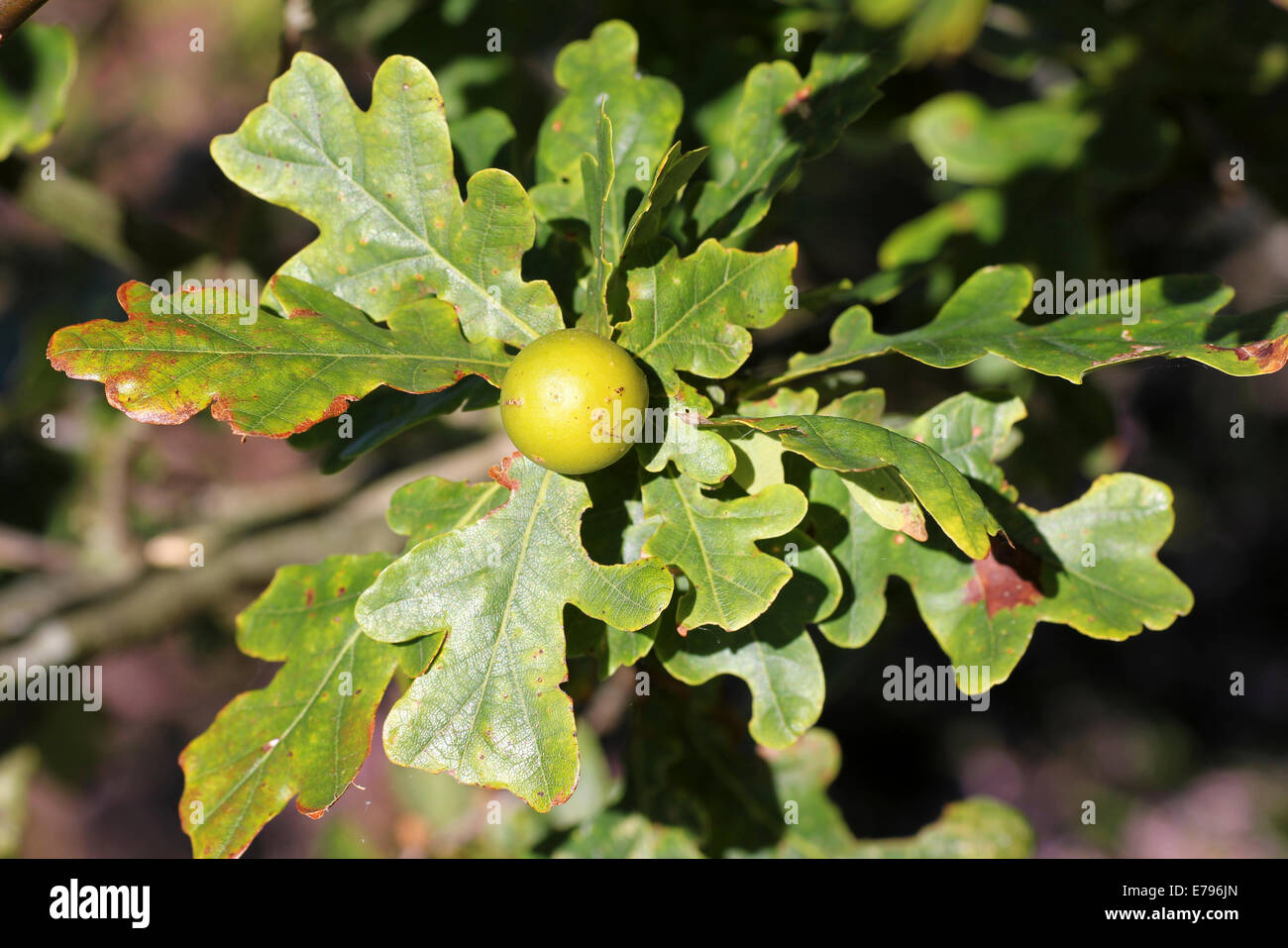 Abnormal tree growth hi-res stock photography and images - Alamy