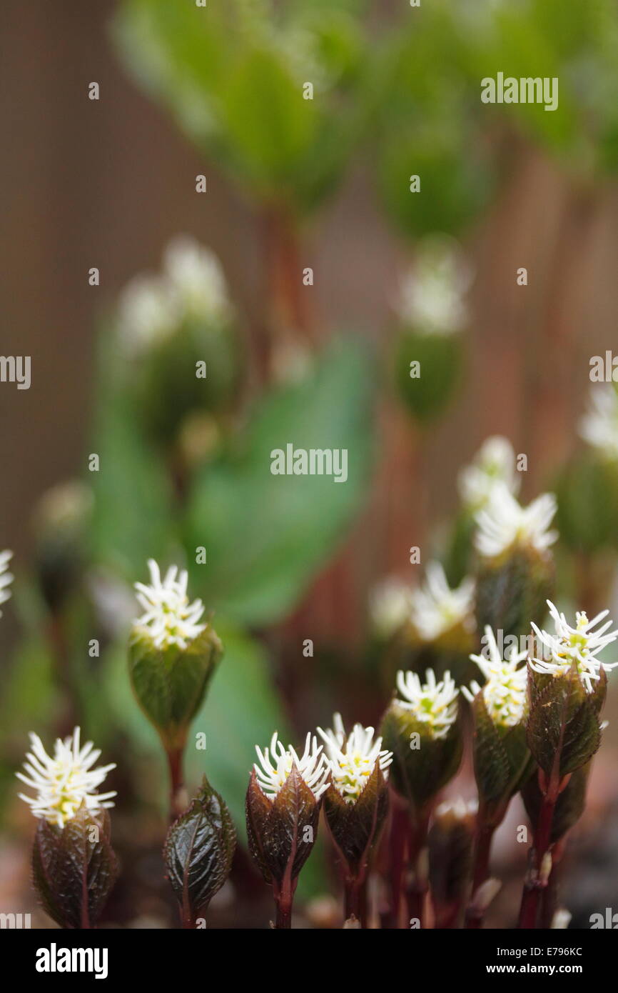 Chloranthus japonicus hi-res stock photography and images - Alamy