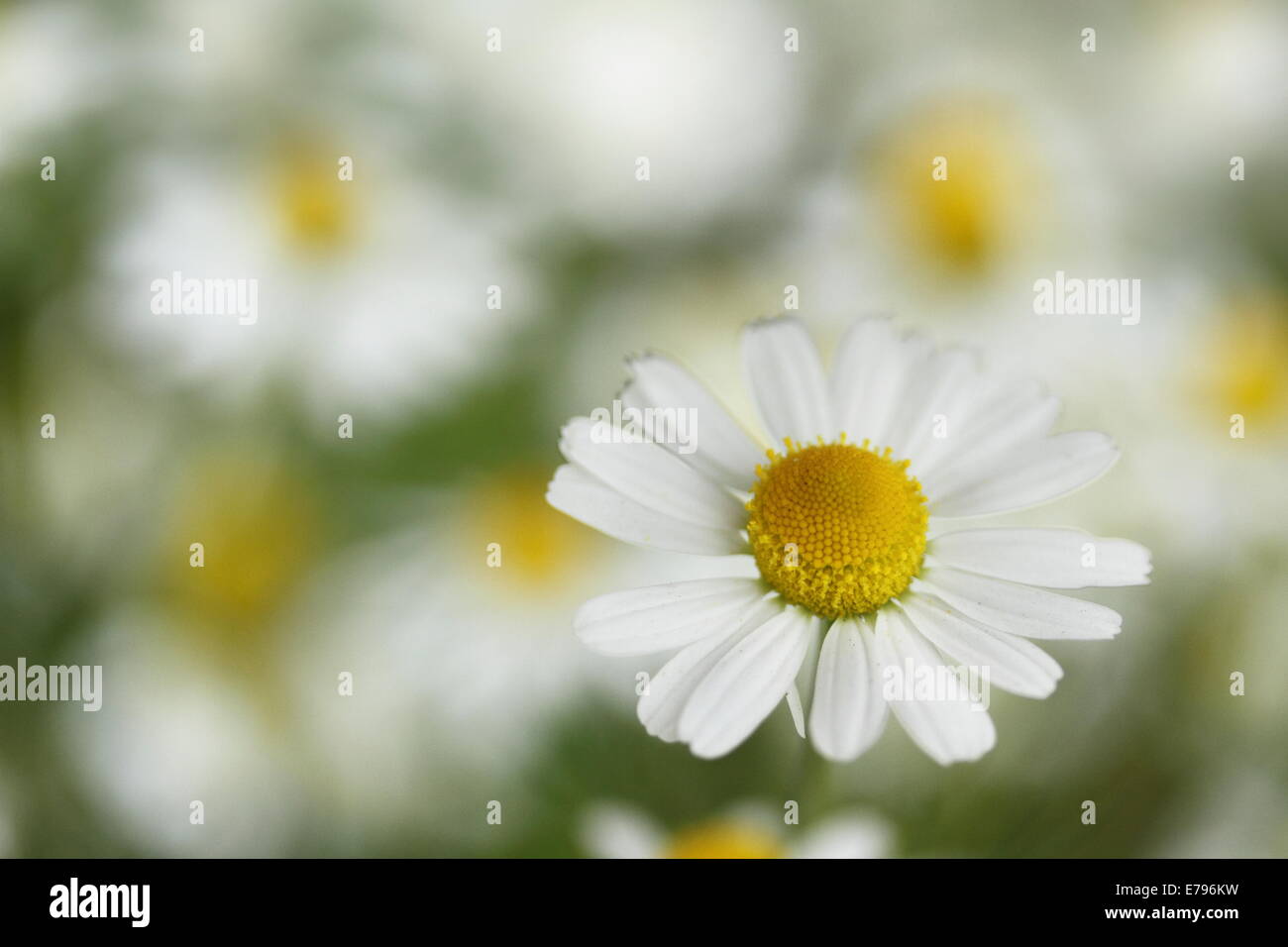 Daisy japan tokyo hi-res stock photography and images - Alamy