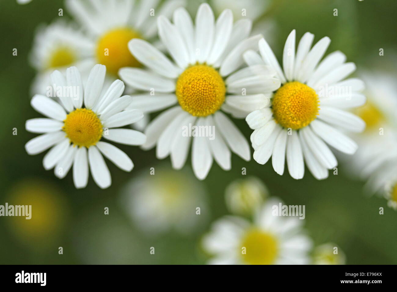 Multiple daisies hi-res stock photography and images - Alamy
