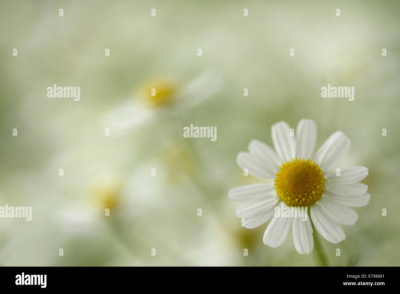 Daisy japan tokyo hi-res stock photography and images - Alamy