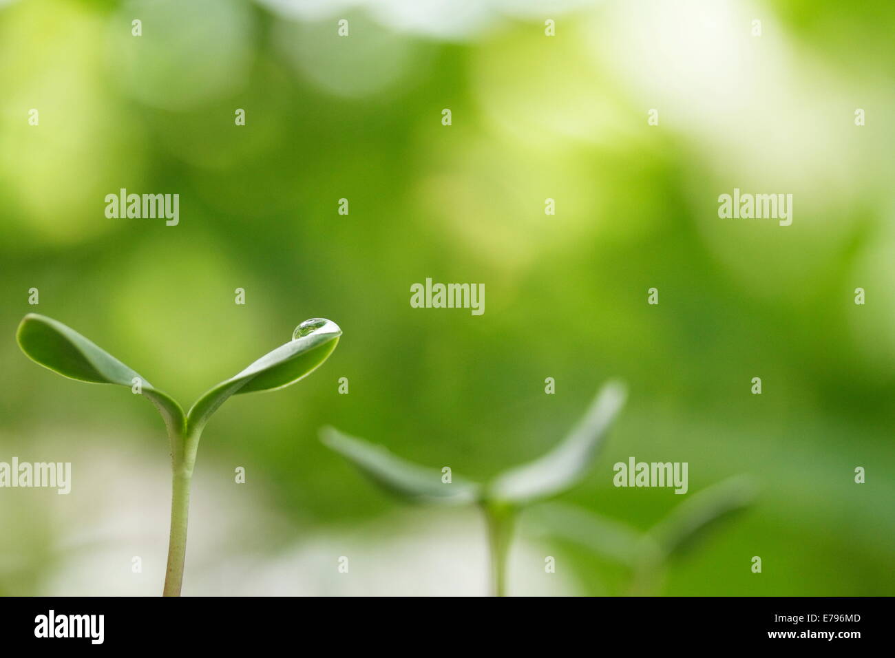 Multiple leaves with dew hi-res stock photography and images - Alamy