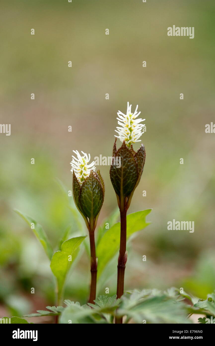 Chloranthus japonicus hi-res stock photography and images - Alamy
