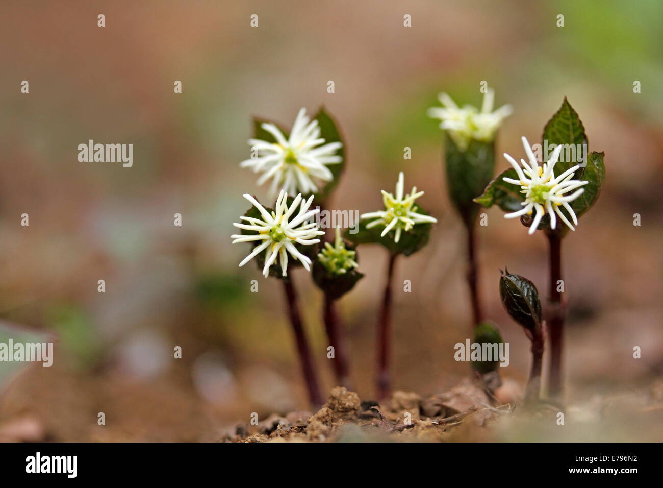Chloranthus hi-res stock photography and images - Alamy