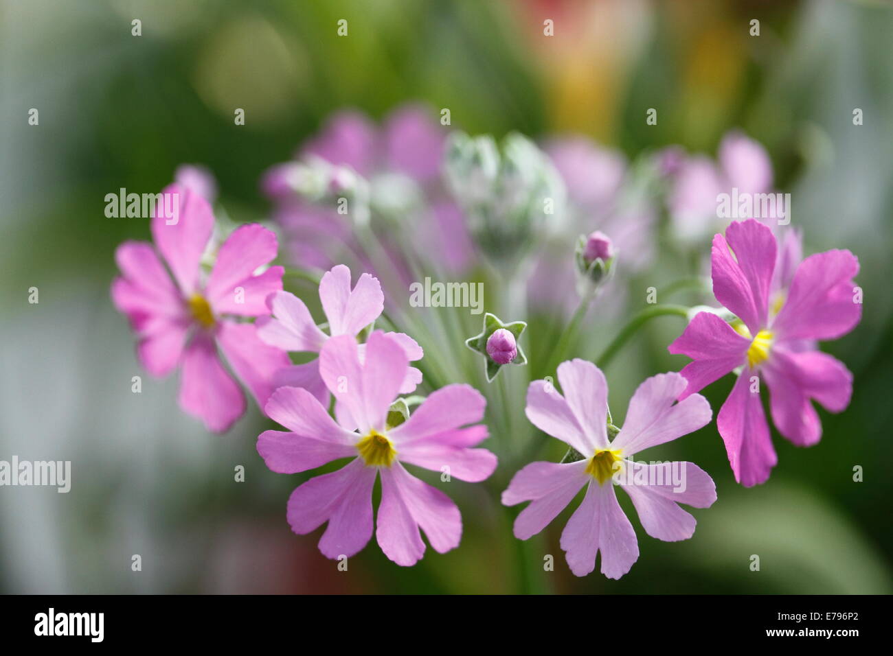 Japanese primrose primula sieboldii hi-res stock photography and images ...
