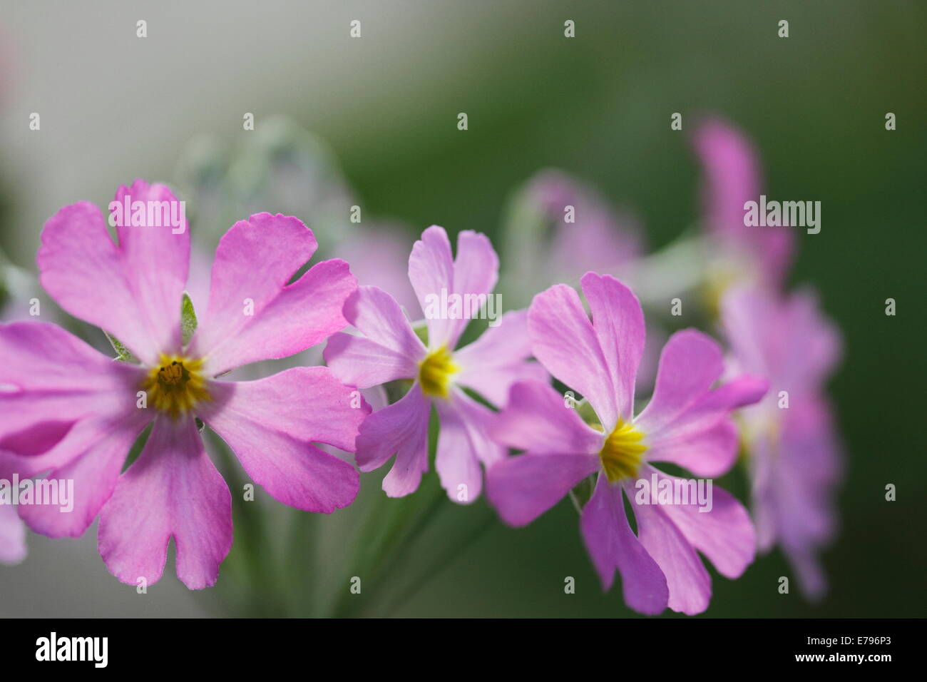 Primrose studio hi-res stock photography and images - Alamy