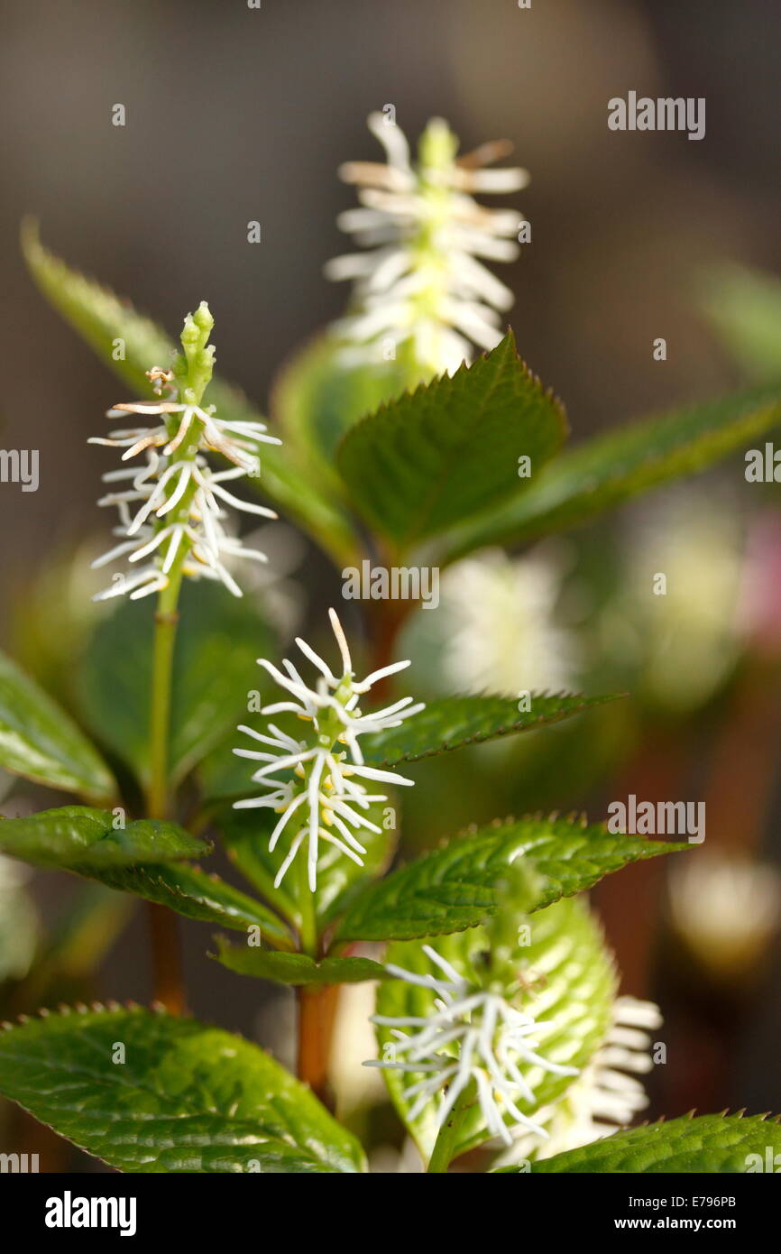 Chloranthus japonicus hi-res stock photography and images - Alamy