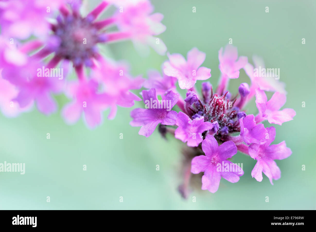 Detailed views of flowers hi-res stock photography and images - Alamy